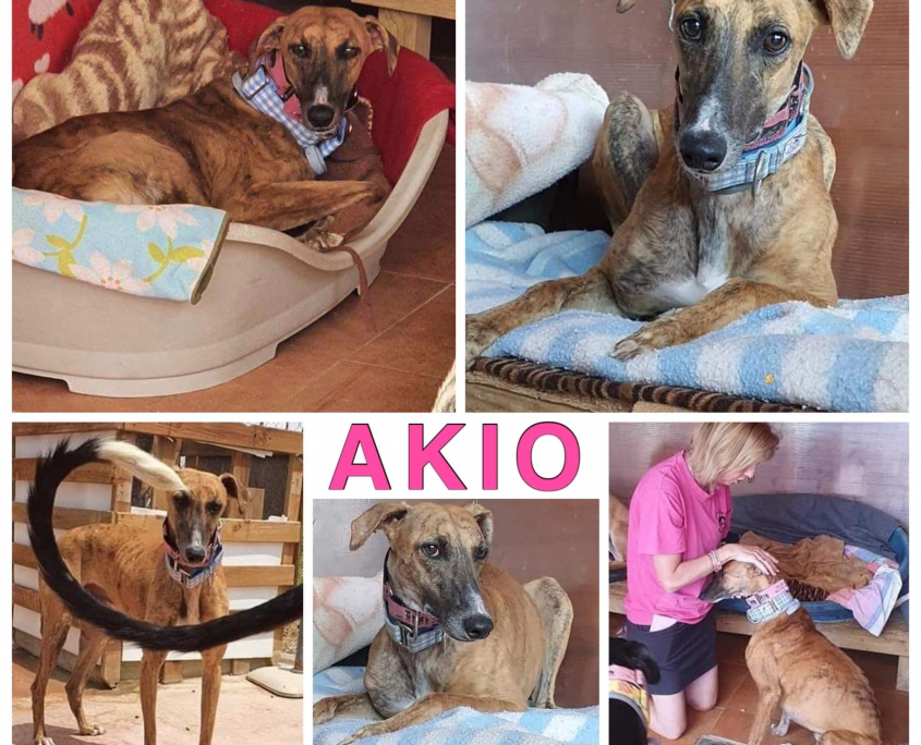 Akio (Adoptado) - 112carlotagalgos.com | A sanctuary for the galgos