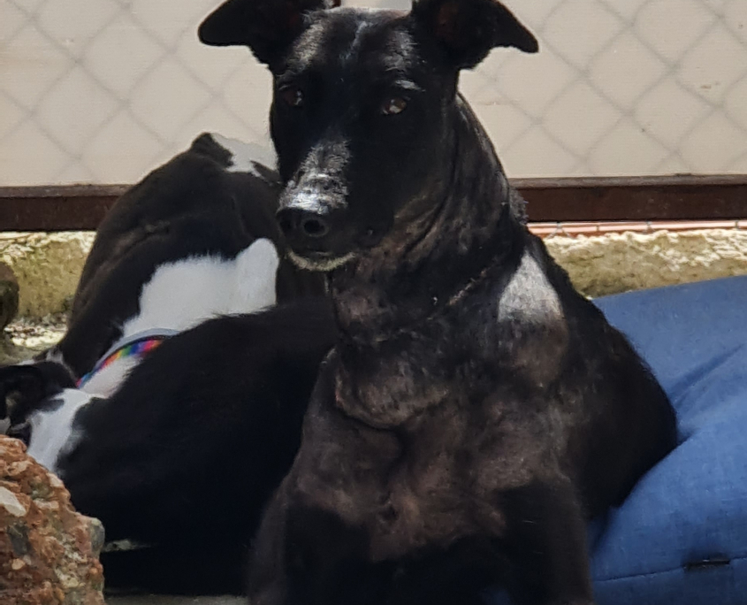 Toshi (Adoptado) - 112carlotagalgos.com | A sanctuary for the galgos