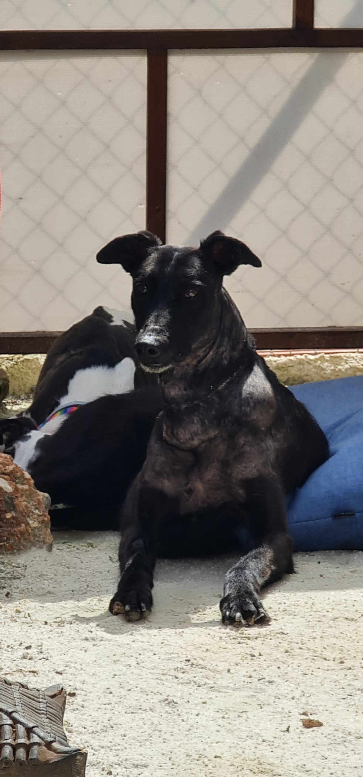 Toshi (Adopted) - 112carlotagalgos.com | A sanctuary for the galgos