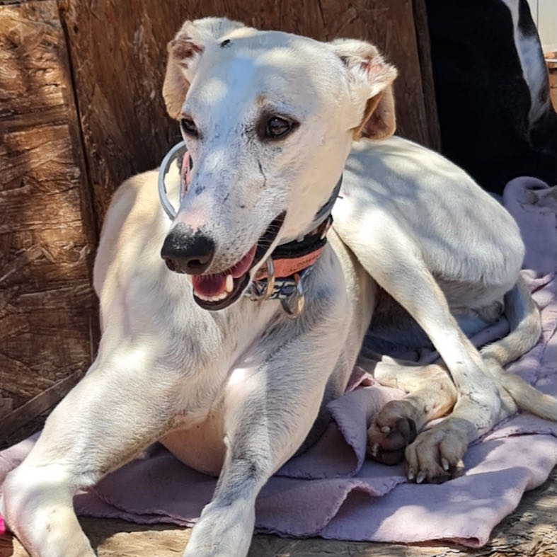 Ritza (Adopted) - 112carlotagalgos.com | A sanctuary for the galgos