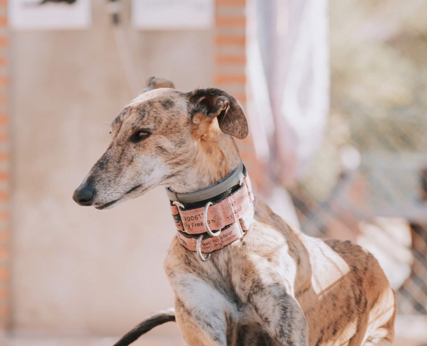 Saorsa (Adoptada) - 112carlotagalgos.com | A sanctuary for the galgos