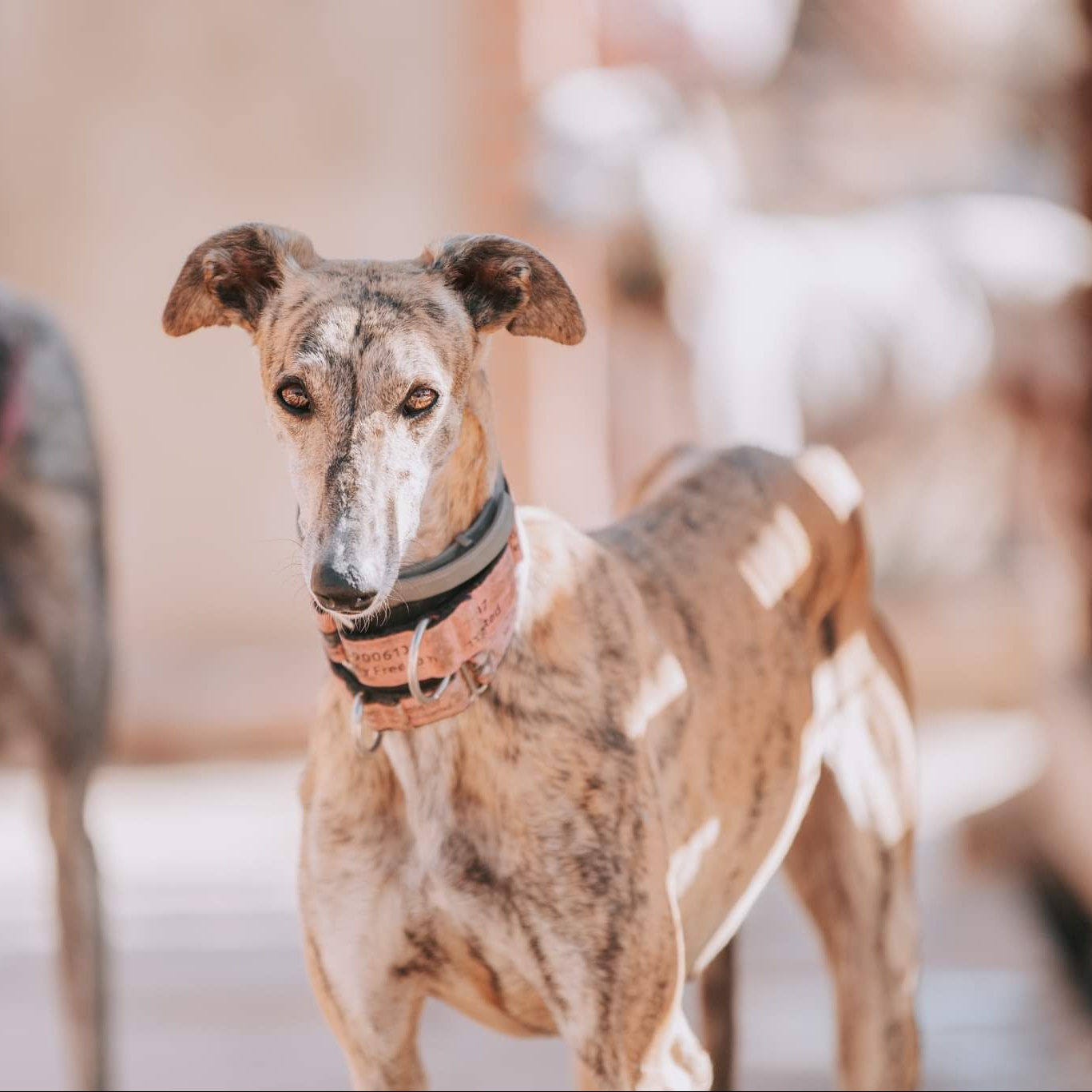 Saorsa (Adoptada) - 112carlotagalgos.com | A sanctuary for the galgos