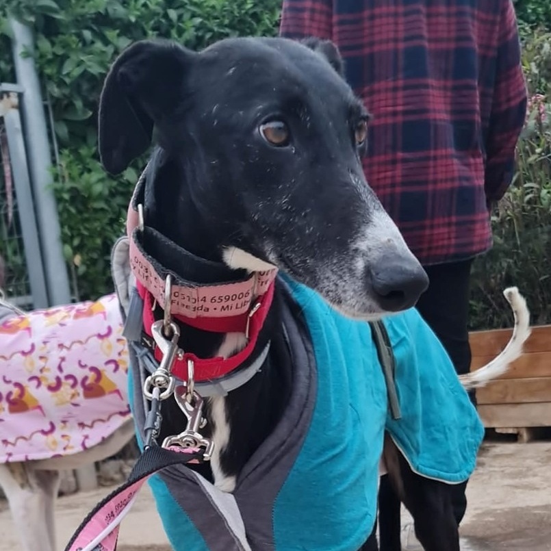 Aponi (Adopted) - 112carlotagalgos.com | A sanctuary for the galgos