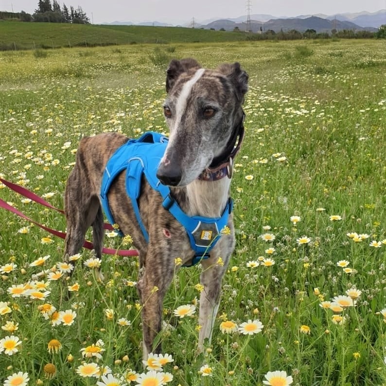 Lior (Adopted) - 112carlotagalgos.com | A sanctuary for the galgos