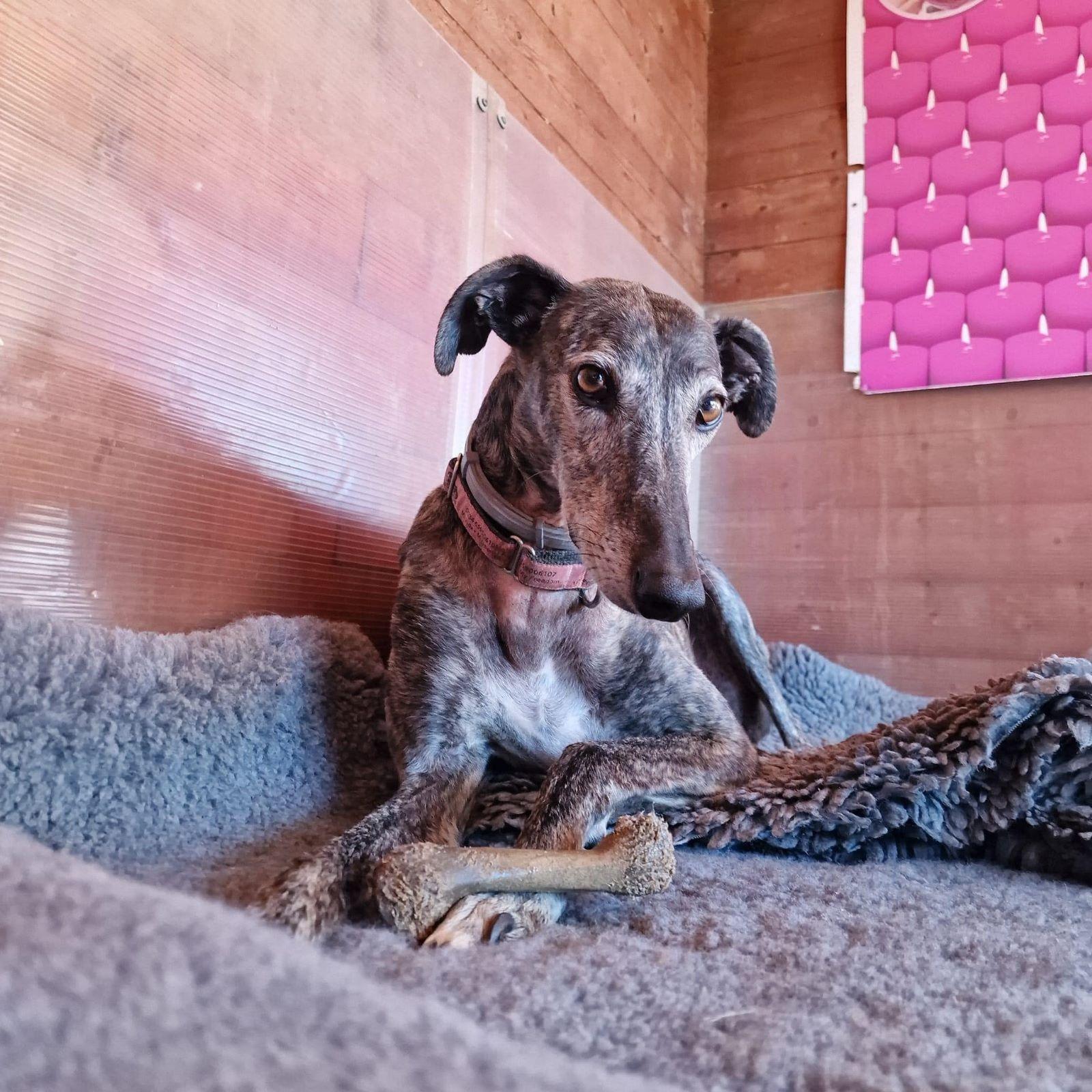 Nilo (Adopted) - 112carlotagalgos.com | A sanctuary for the galgos