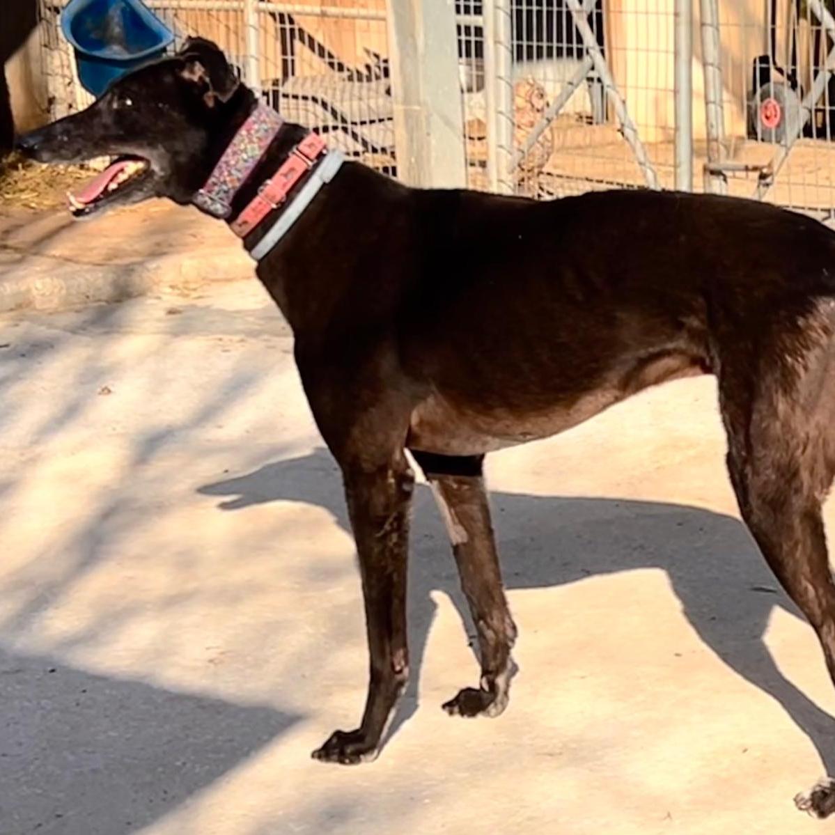 Boli (lifeline care) - 112carlotagalgos.com | A sanctuary for the galgos