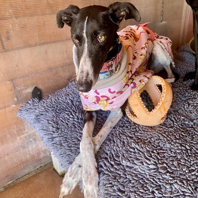 Izara - 112carlotagalgos.com | A sanctuary for the galgos